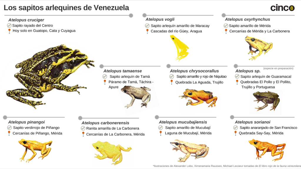 El día en que no canten las ranitas de Venezuela | Cinco8