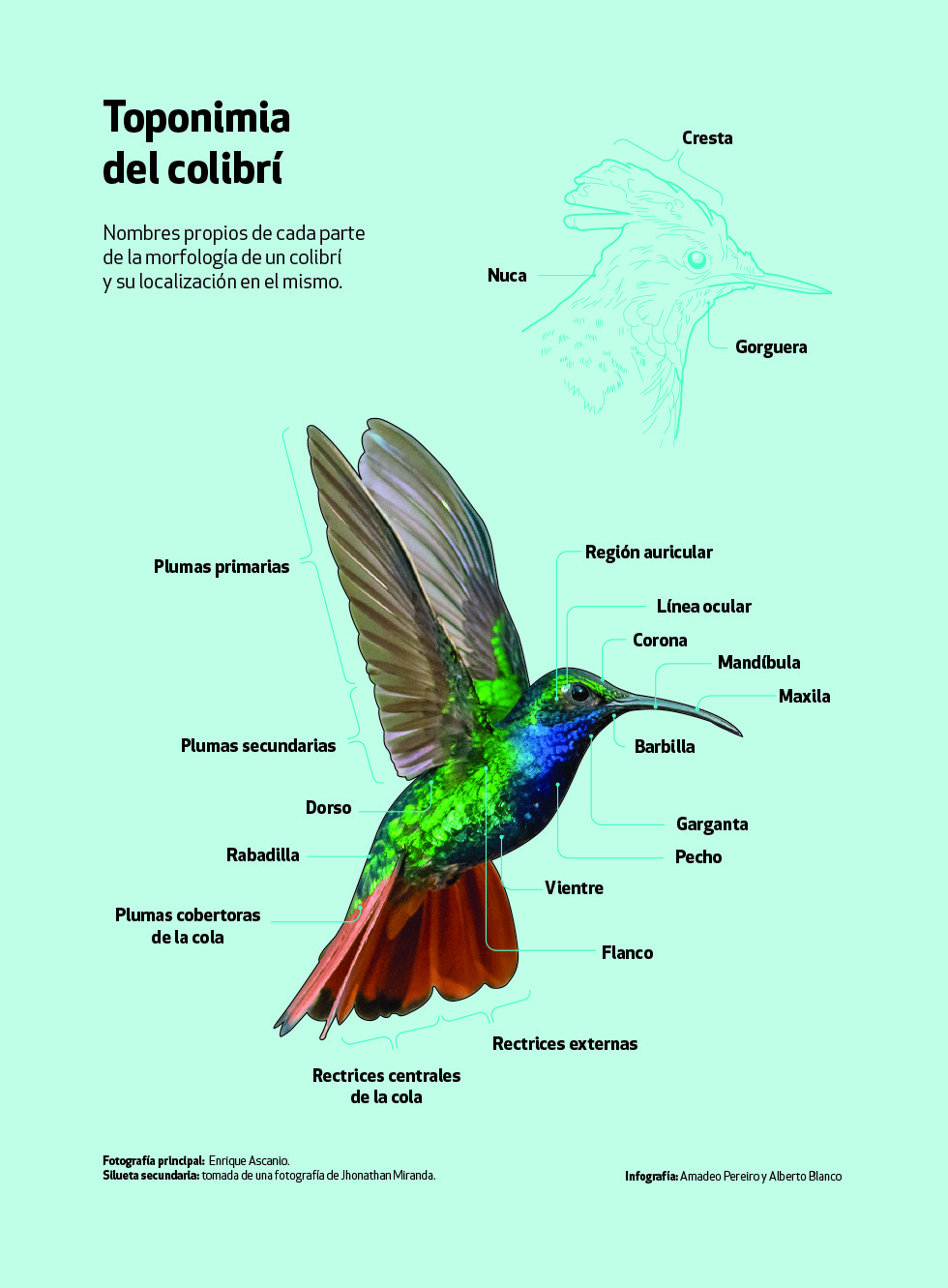 Una guía para traer birdwatchers a Venezuela