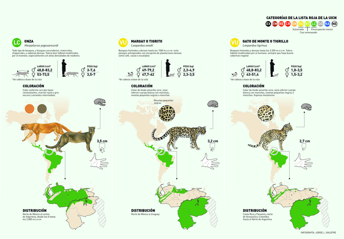 Venezuela también es megadiversa por sus felinos